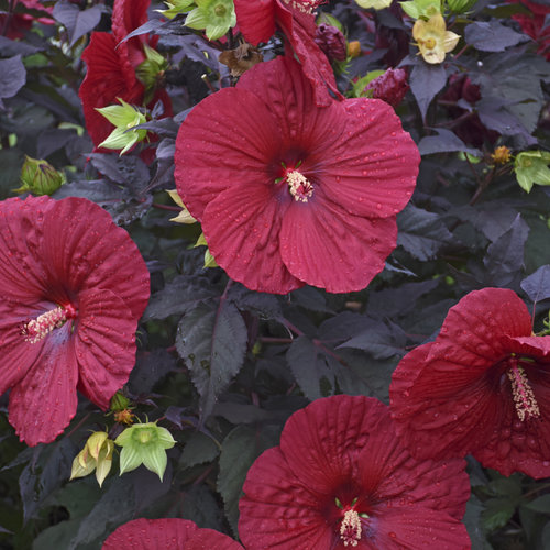 Summerific® 'Holy Grail' - Rose Mallow - Hibiscus hybrid | Proven Winners