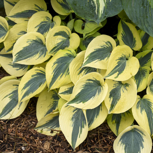 Shadowland® 'Autumn Frost' - Hosta hybrid | Proven Winners