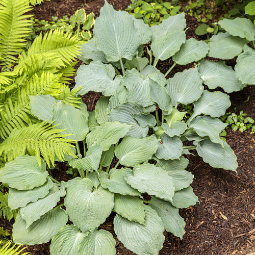 Shadowland® 'Diamond Lake' - Hosta hybrid | Proven Winners