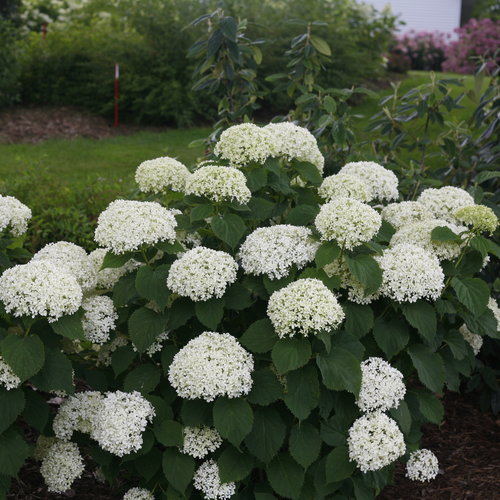 Invincibelle Limetta® - Smooth hydrangea - Hydrangea arborescens ...