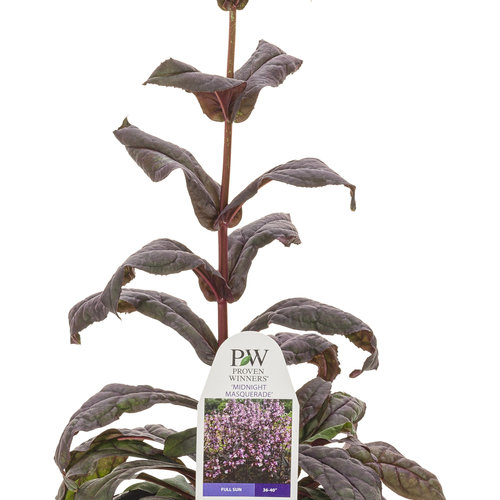 'Midnight Masquerade' - Beardtongue - Penstemon hybrid | Proven Winners