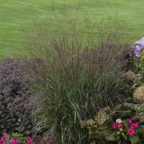 Prairie Winds® 'Cheyenne Sky' - Red Switch Grass - Panicum virgatum ...