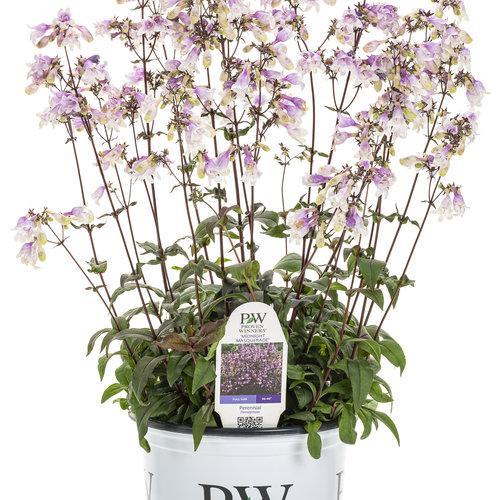 'Midnight Masquerade' - Beardtongue - Penstemon hybrid | Proven Winners