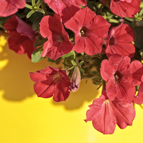 Supertunia® Really Red - Petunia hybrid | Proven Winners
