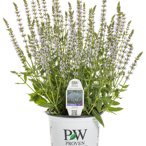 'Perfect Profusion' - Perennial Salvia - Salvia nemorosa | Proven Winners