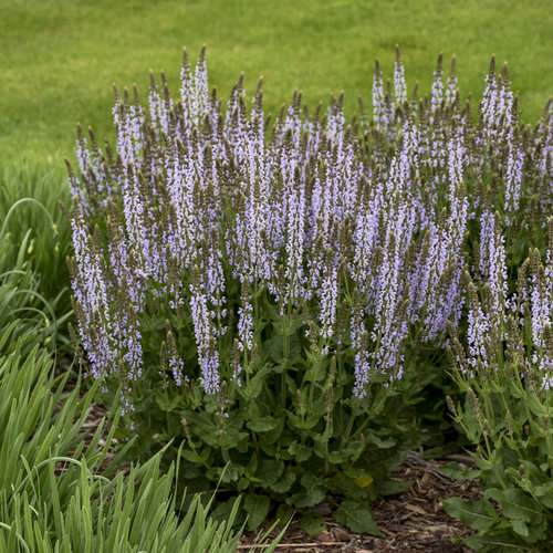 'Perfect Profusion' - Perennial Salvia - Salvia nemorosa | Proven Winners