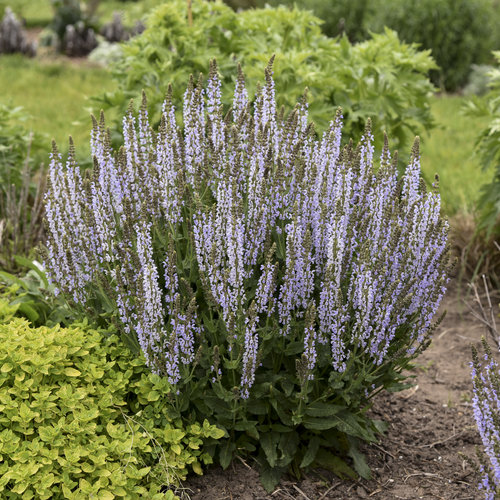 'Perfect Profusion' - Perennial Salvia - Salvia nemorosa | Proven Winners