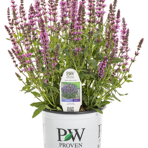 'Pink Profusion' - Perennial Salvia - Salvia nemorosa | Proven Winners