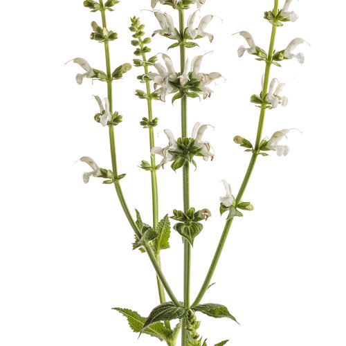 'White Profusion' - Perennial Salvia - Salvia nemorosa | Proven Winners