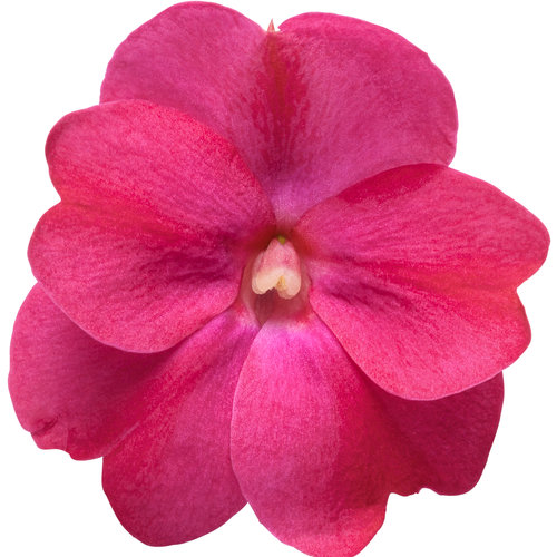 SunPatiens® Compact Tropical Rose - Impatiens x hybrida | Proven Winners
