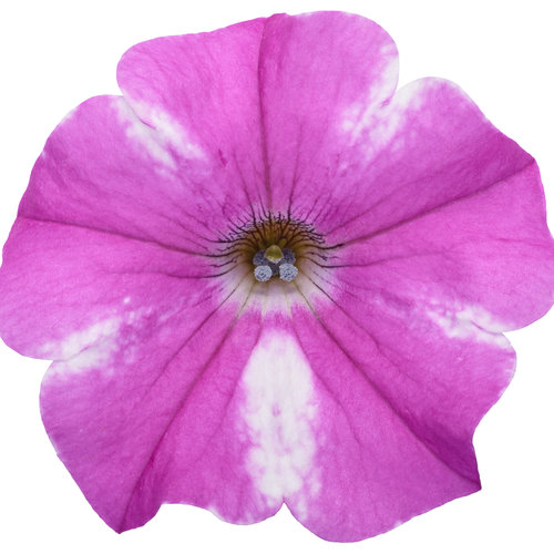 Supertunia Raspberry Rush Petunia Plant Library Pahl39s