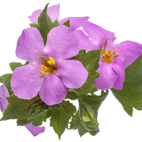 Snowstorm® Rose - Bacopa - Sutera cordata | Proven Winners