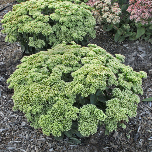 Rock 'N Grow® 'Lemonjade' - Autumn Stonecrop - Sedum hybrid | Proven ...
