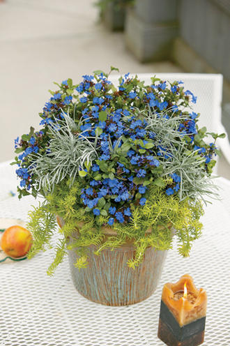 Icicles - Licorice Plant - Helichrysum thianschanicum | Proven Winners