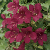 Lofos® Wine Red - Lophospermum hybrid Images | Proven Winners