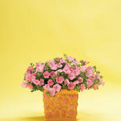 Images for Supertunia® Bermuda Beach® - Petunia hybrid | Proven Winners