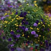 Goldilocks Rocks® - Bidens ferulifolia Images | Proven Winners