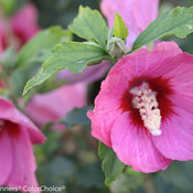 Lil' Kim® Red - Rose of Sharon - Hibiscus syriacus | Proven Winners