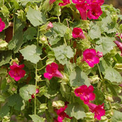 Lophospermum | Proven Winners