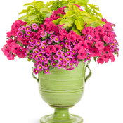 Supertunia® Vista Fuchsia - Petunia hybrid | Proven Winners