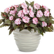 SunPatiens® Compact Pink Candy - Impatiens x hybrida Images | Proven ...