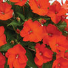 SunPatiens® Compact Fire Red - Impatiens x hybrida | Proven Winners