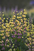Decadence® 'Lemon Meringue' - False Indigo - Baptisia hybrid | Proven ...