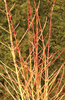 CornusArcticSun6575FC.jpg | Proven Winners