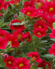 Million Bells® Trailing Blue - Calibrachoa hybrid | Proven Winners