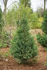 Pinpoint® Blue - False Cypress - Chamaecyparis lawsoniana | Proven Winners