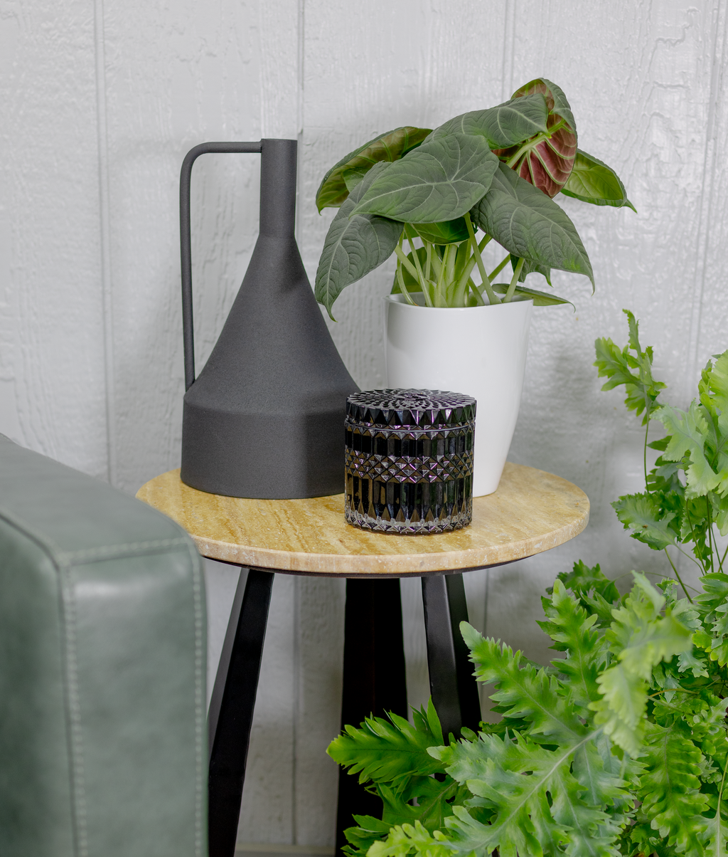 12486_alocasia_hybrid_apollo_012024.png | Proven Winners