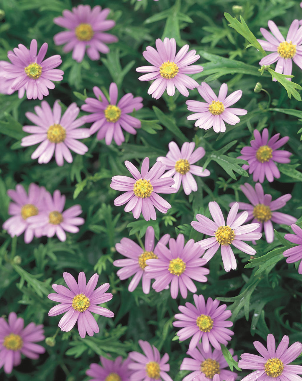 Blue Zephyr™ - Brachyscome hybrid | Proven Winners