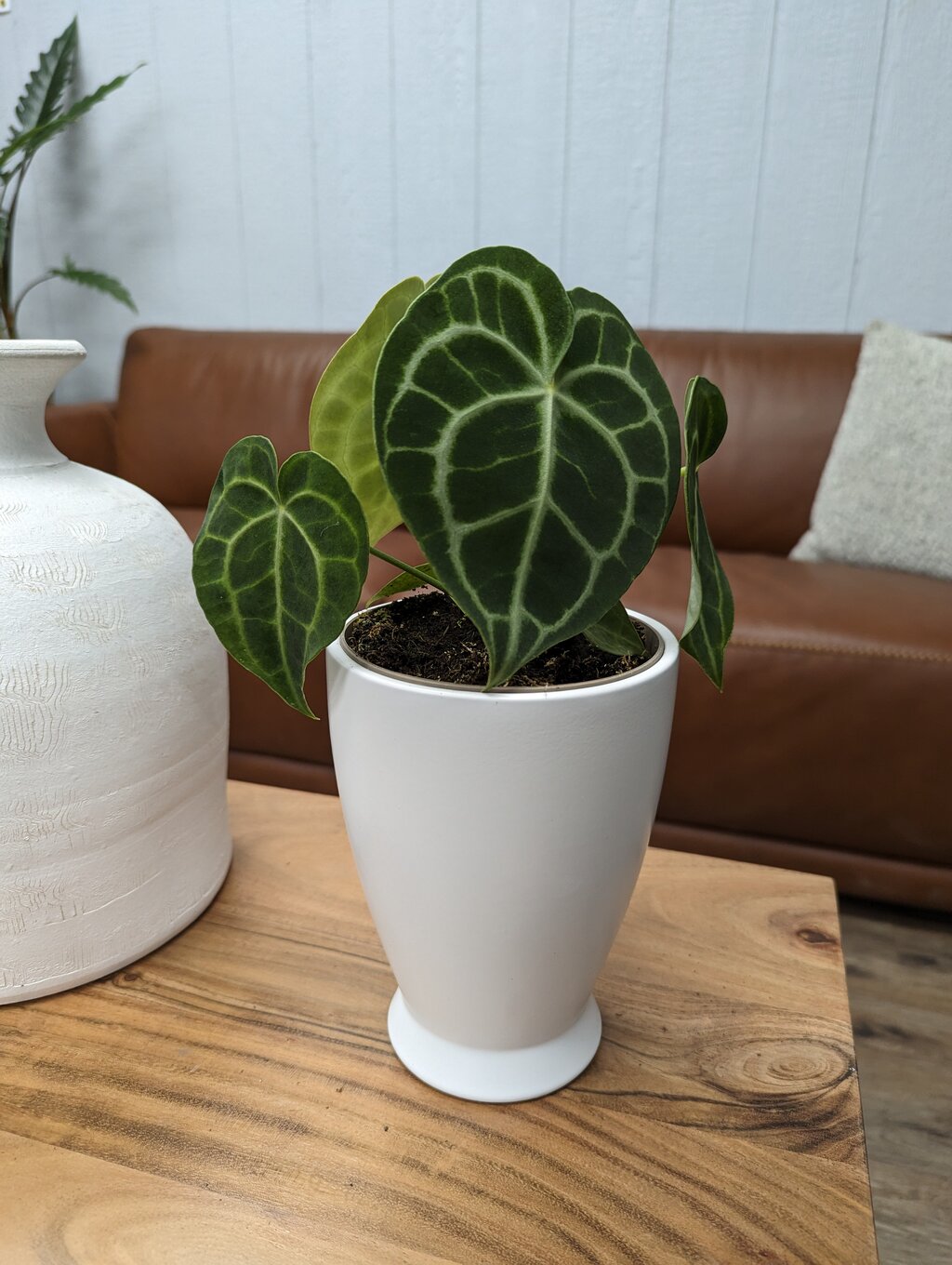 anthurium_clarinervium_hearts_afire_02.jpg | Proven Winners