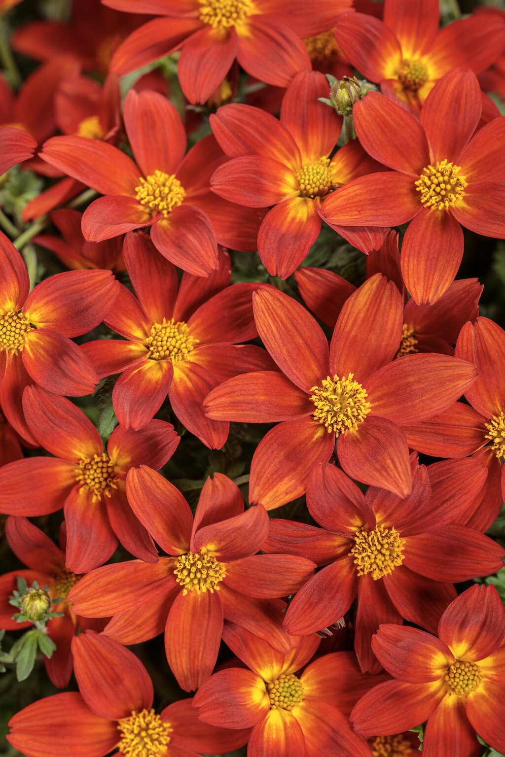 Campfire® Red Ember - Bidens ferulifolia | Proven Winners