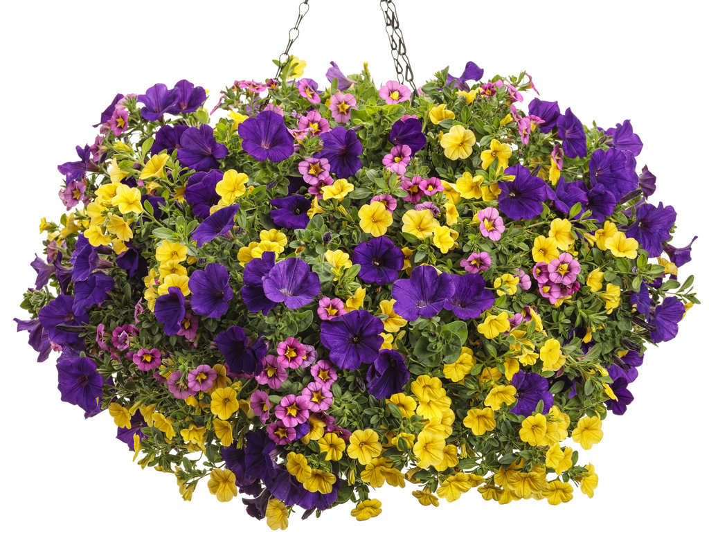 Superbells® Strawberry Punch™ - Calibrachoa hybrid Images | Proven Winners