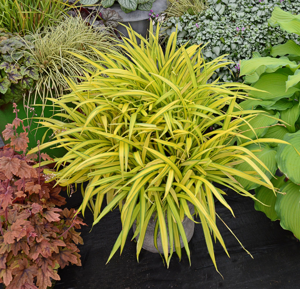 Banana Boat - Creeping Broad-leaved Sedge - Carex siderosticha | Proven ...