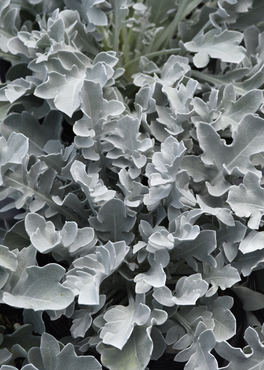 Silver Swirl - Snowflake Dusty Miller - Centaurea ragusina | Proven Winners