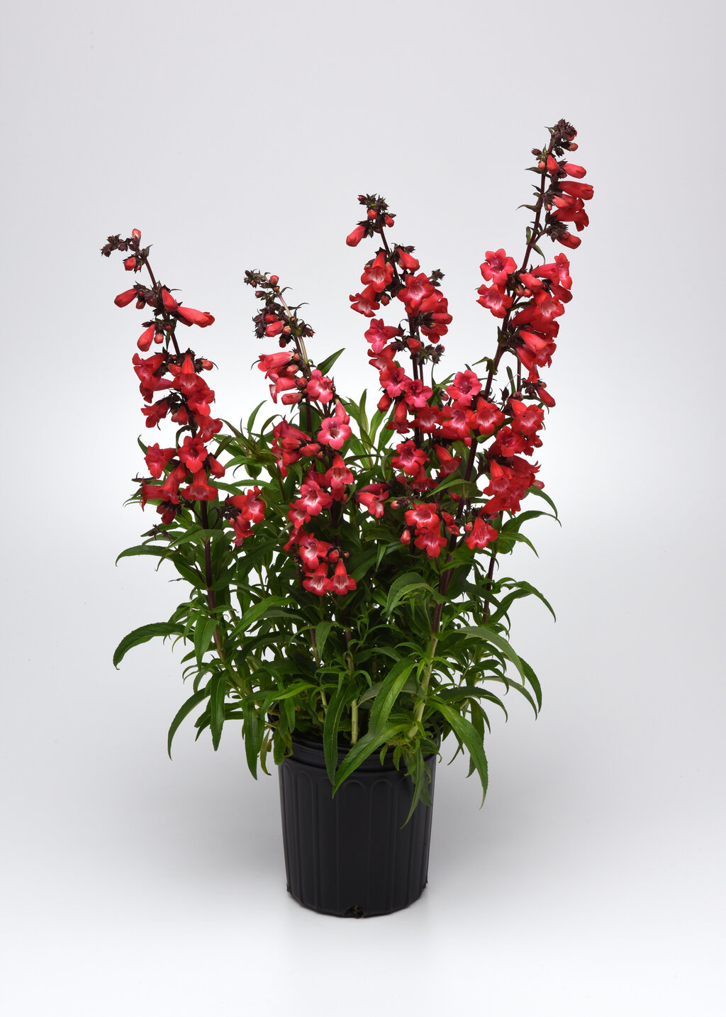 Cherry Sparks - Beardtongue - Penstemon hybrida | Proven Winners