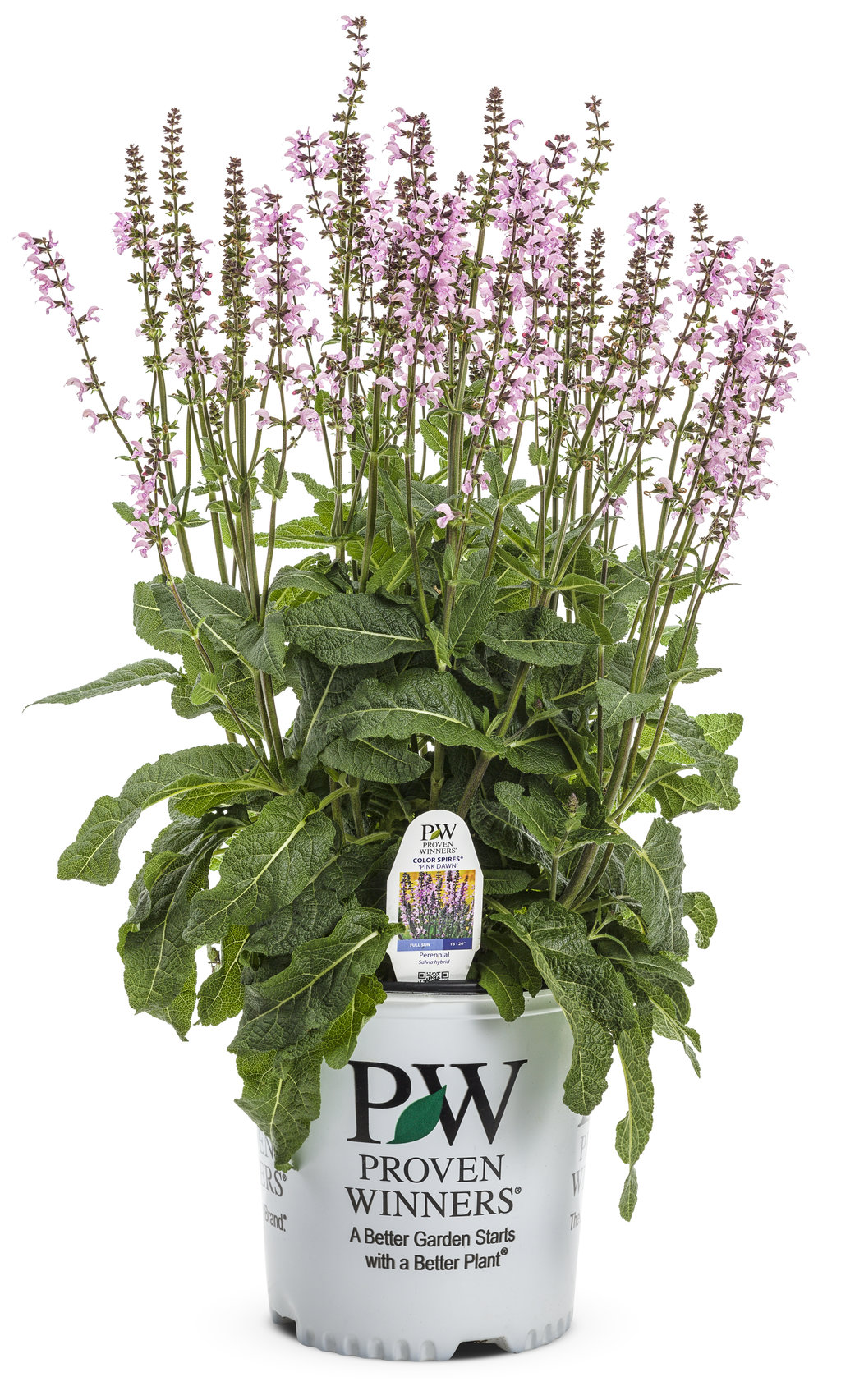 Color Spires® 'Pink Dawn' - Perennial Salvia - Salvia hybrid | Proven ...