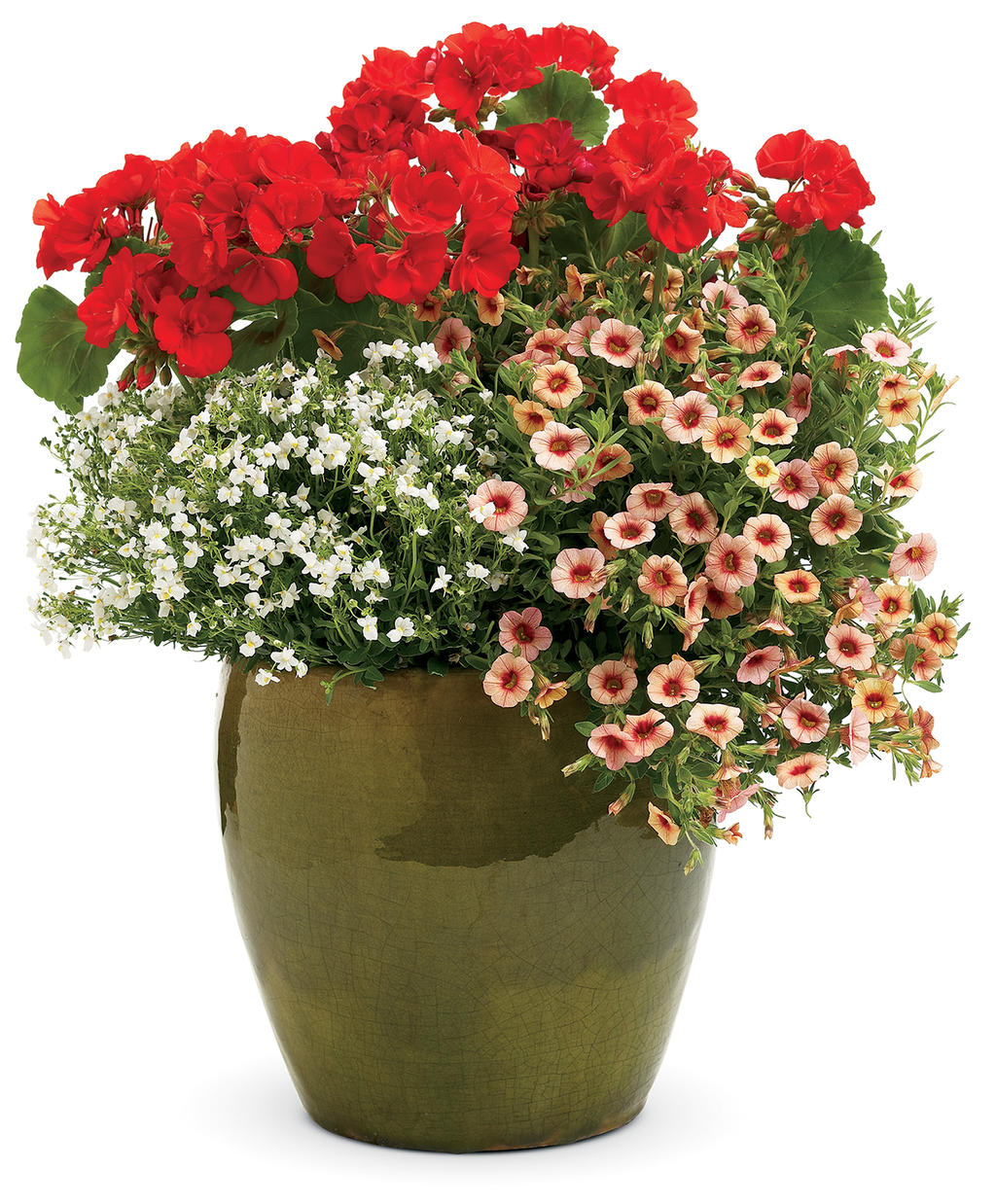 Daredevil® Claret - Zonal Geranium - Pelargonium zonale | Proven Winners