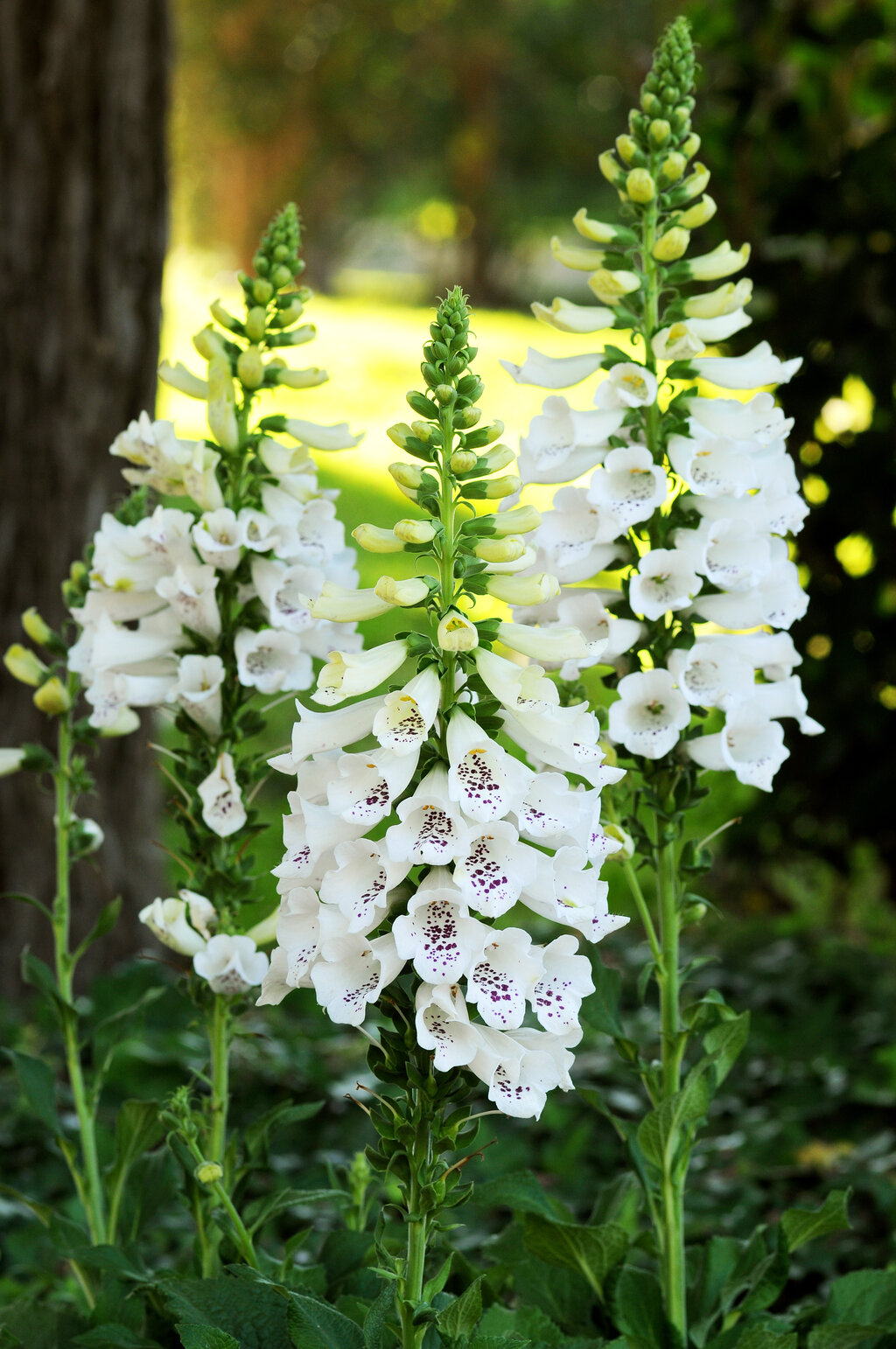 'Dalmatian White' - Foxglove - Digitalis purpurea | Proven Winners