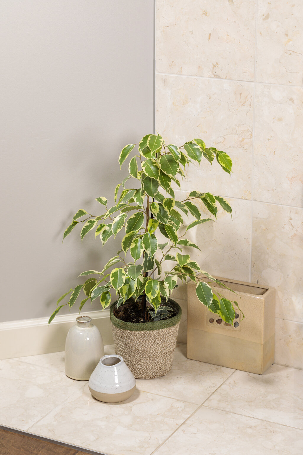 Ficus Benjamina