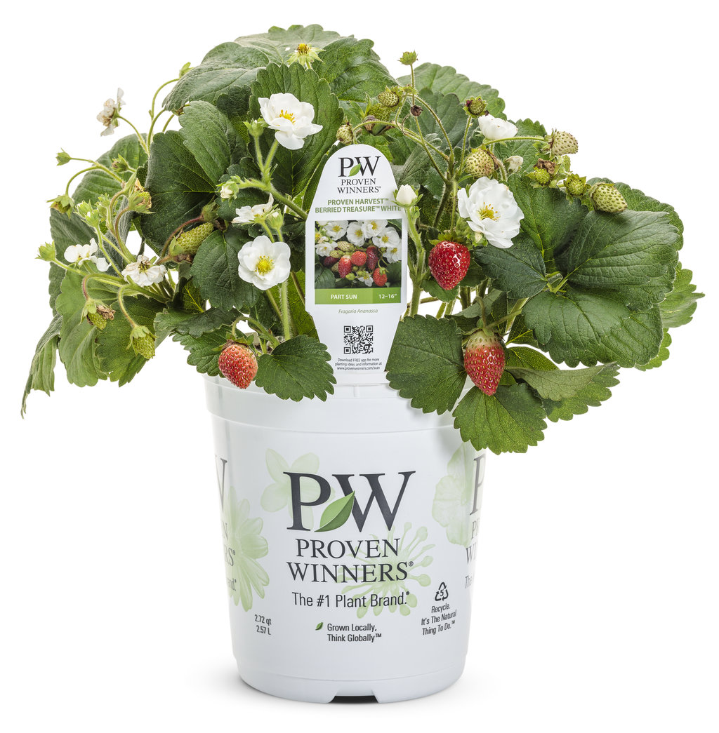 fragaria_berried_treasure_white_royale.jpg | Proven Winners