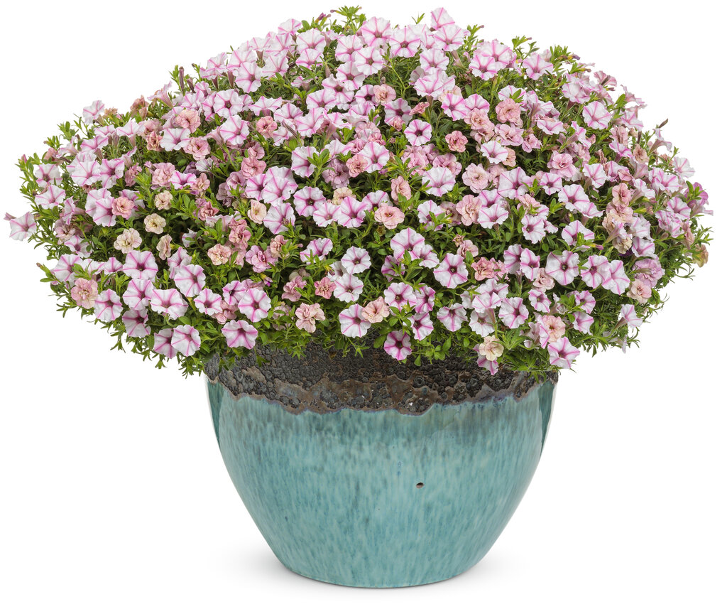 Superbells® Double Orchid - Calibrachoa hybrid | Proven Winners
