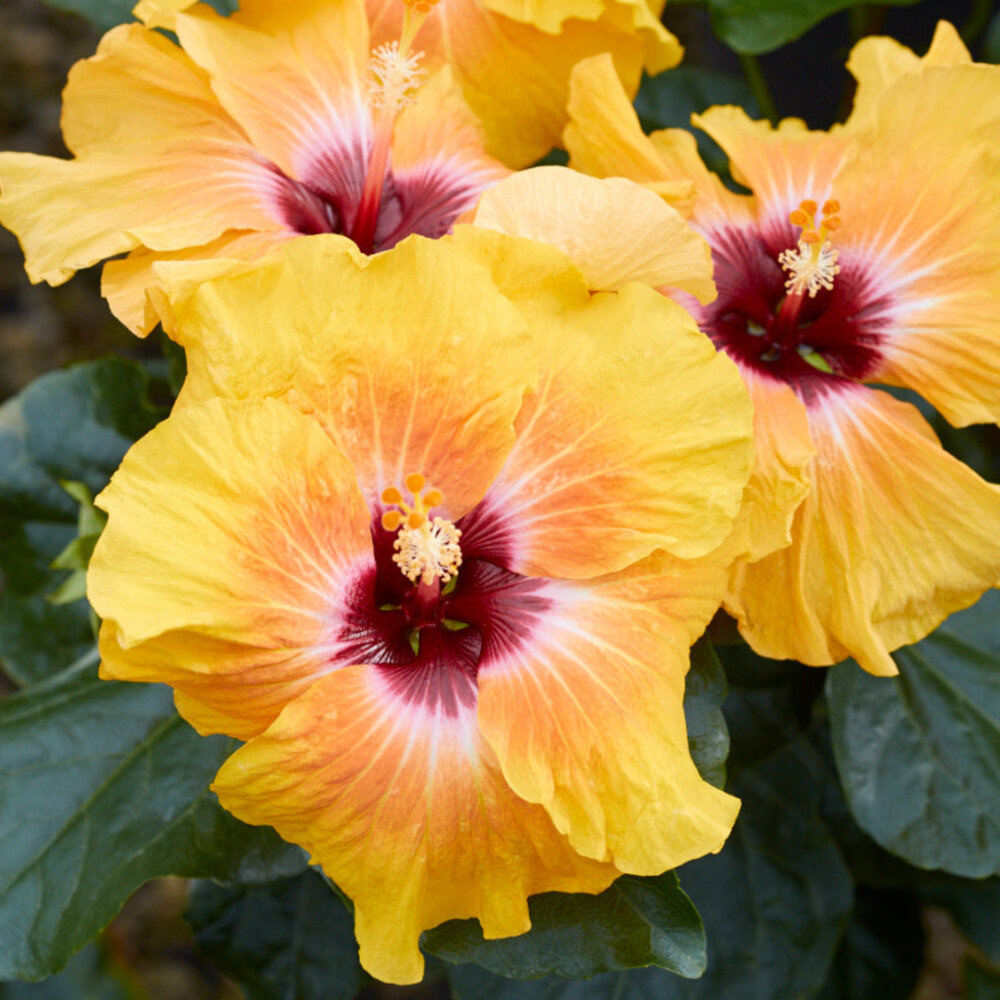 Hibiscus Orange Centerpiece Wekiva Foliage Hibiscus Fiesta Tree Live