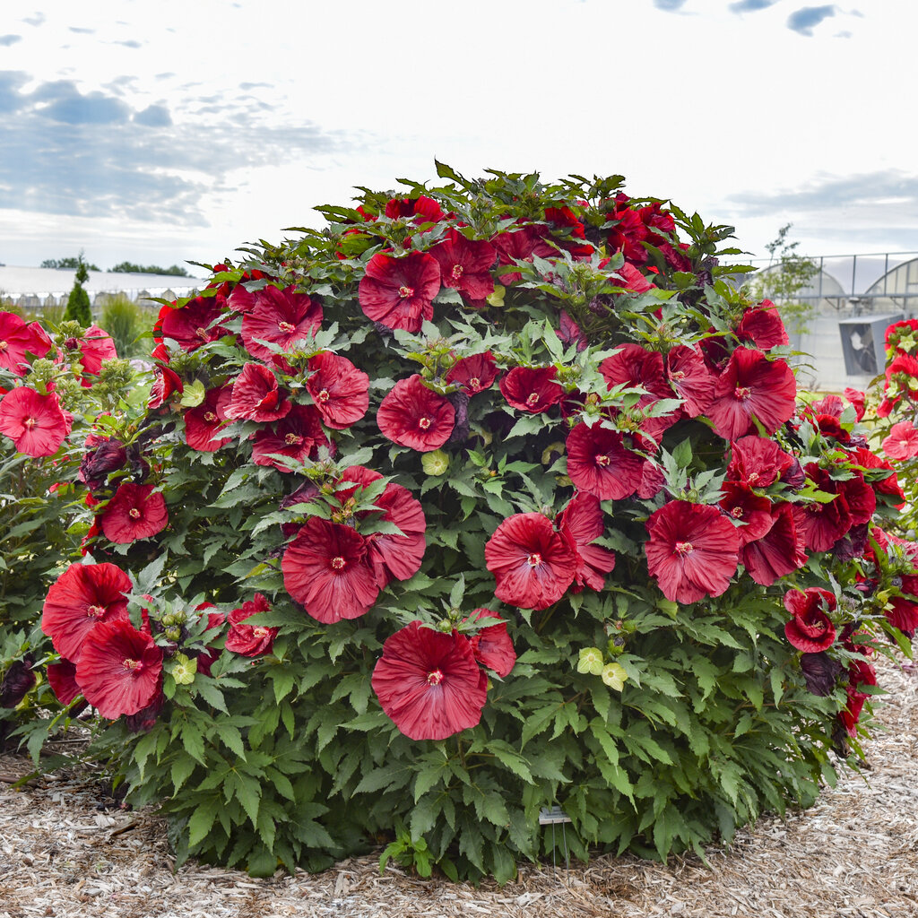 'Blackberry Merlot' - Rose Mallow - Hibiscus hybrid | Proven Winners