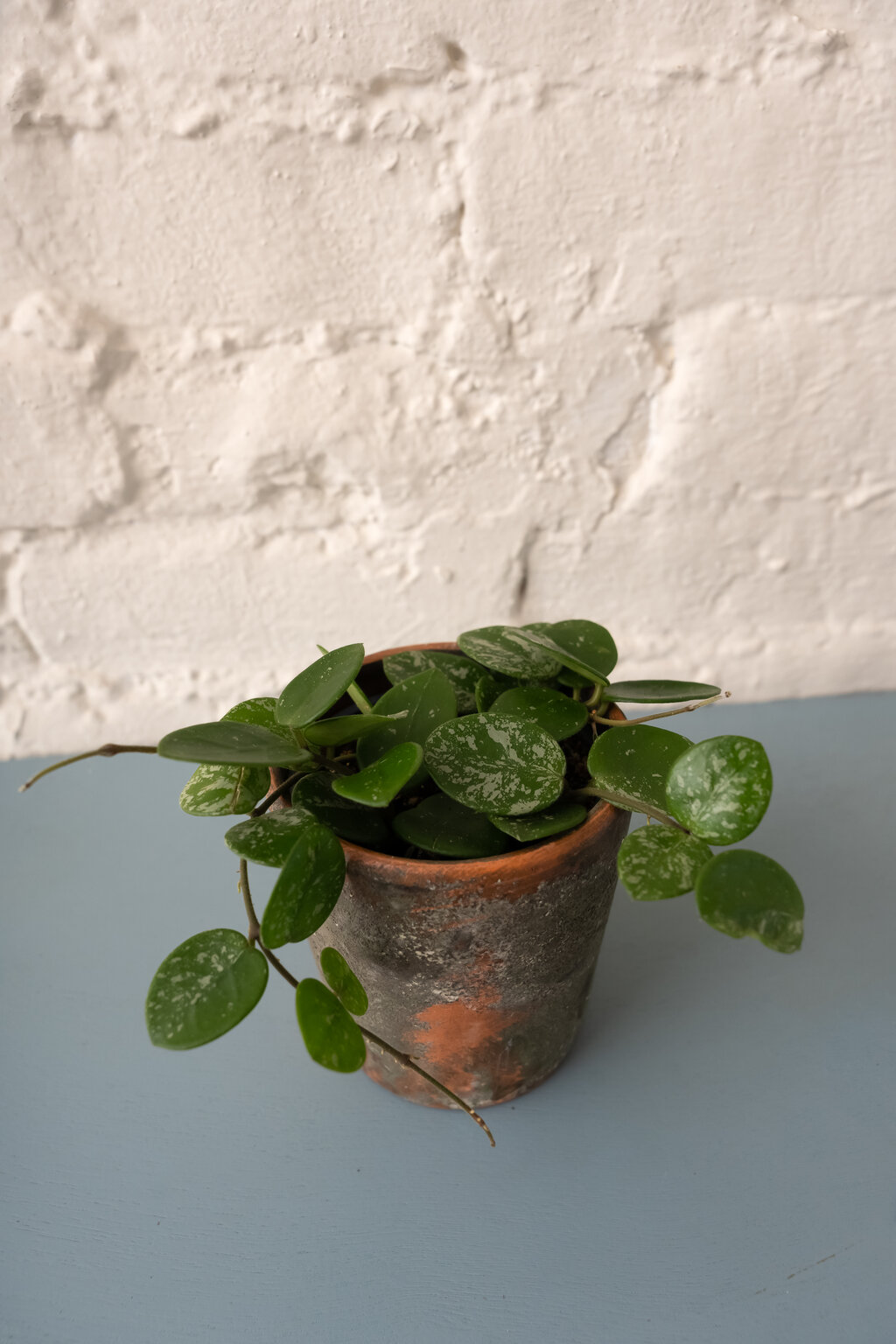 Endless Cascades™ Mathilde Splash - Wax Vine - Hoya hybrid | Proven Winners