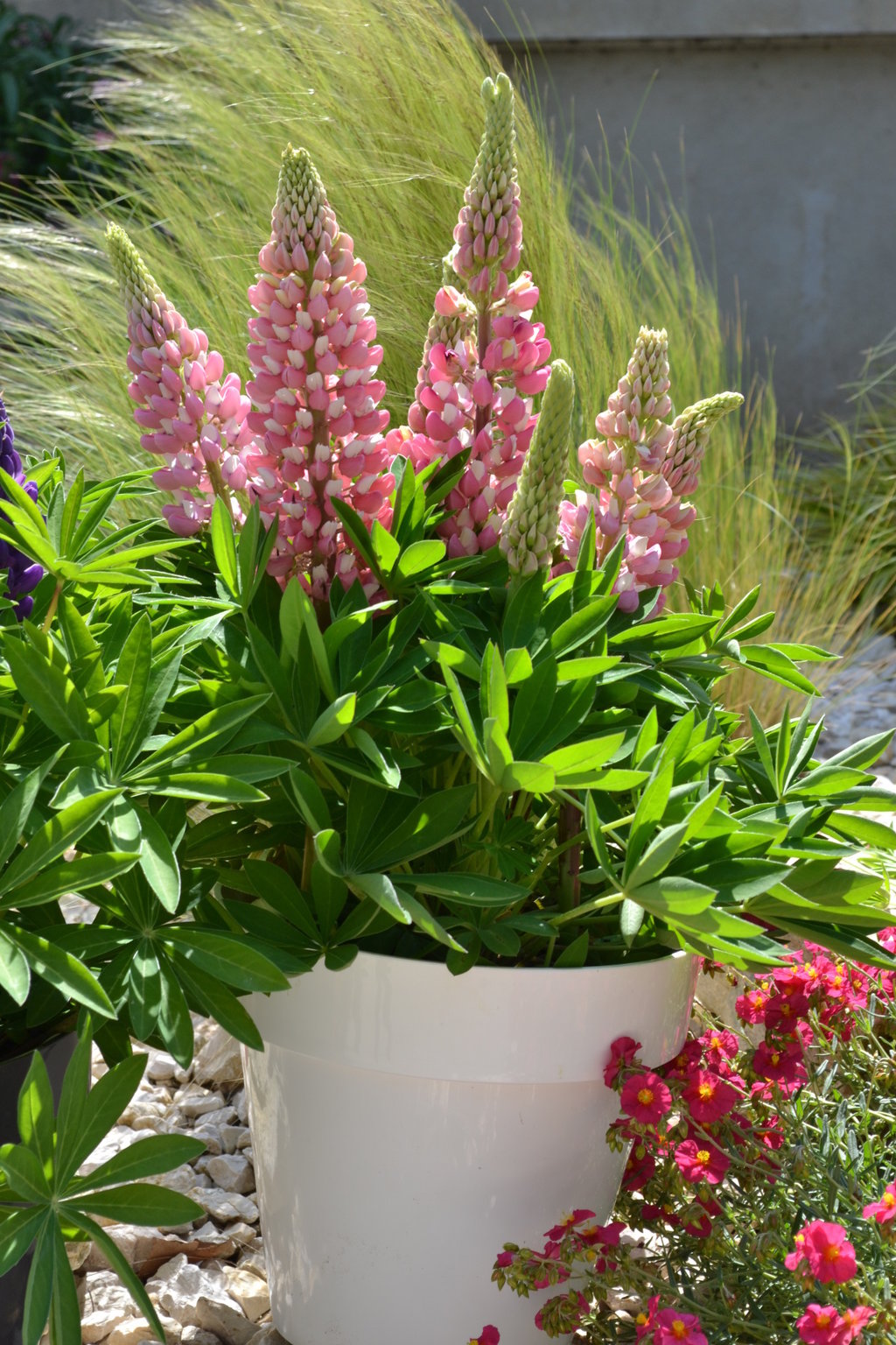 Mini Gallery™ Pink Bicolor - Lupine - Lupinus polyphyllus | Proven Winners