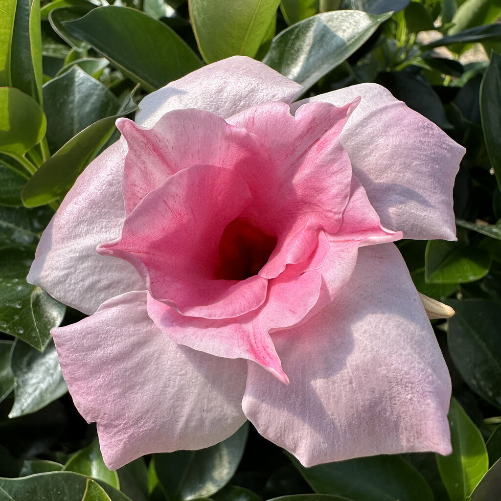 Sun Parasol® Double Pink Blush - Mandevilla hybrid | Proven Winners