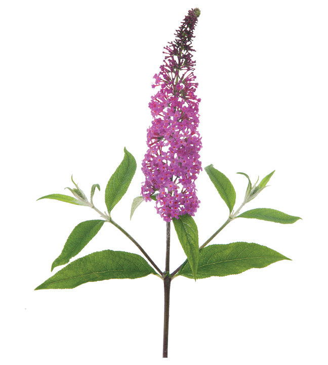 'Miss Ruby' - Butterfly bush - Buddleia x Images | Proven Winners